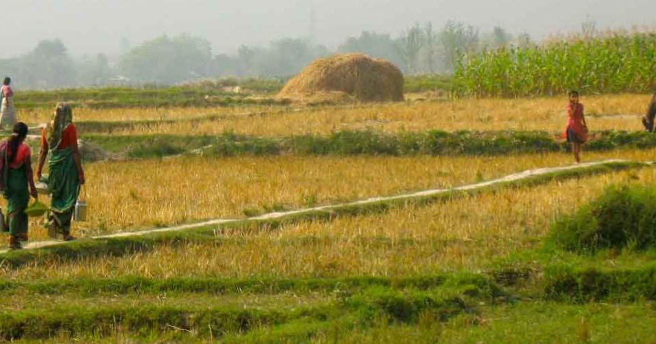 Landless farmers turn idle land into fertile land and obtain titles ...